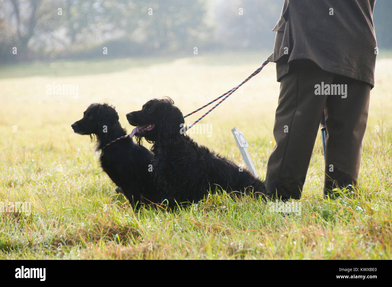 Man Shooting With His Cocker Spaniel Dogs Stock Photo - Alamy