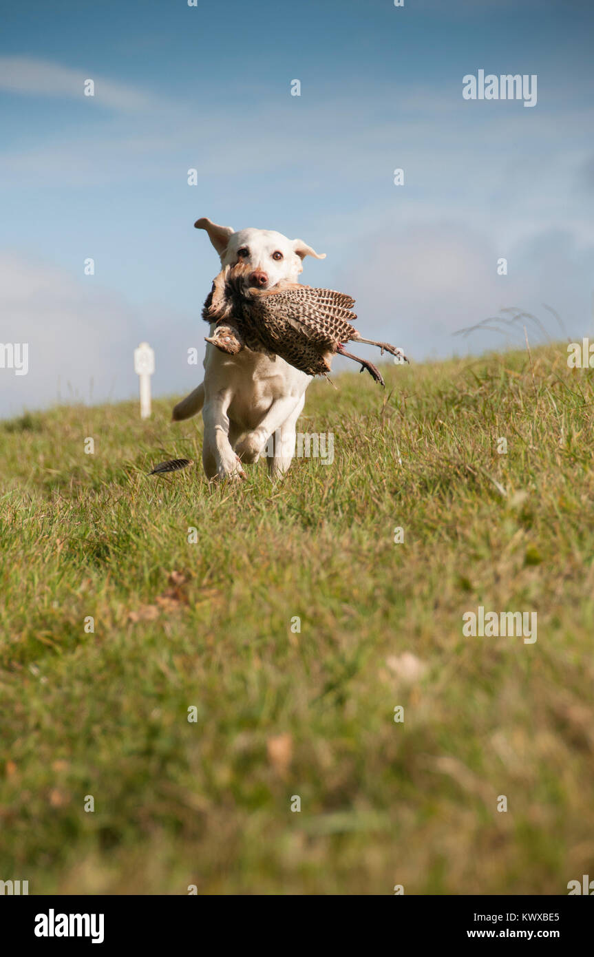 Yellow Labrador Retrieving A Pheasant Stock Photo - Alamy
