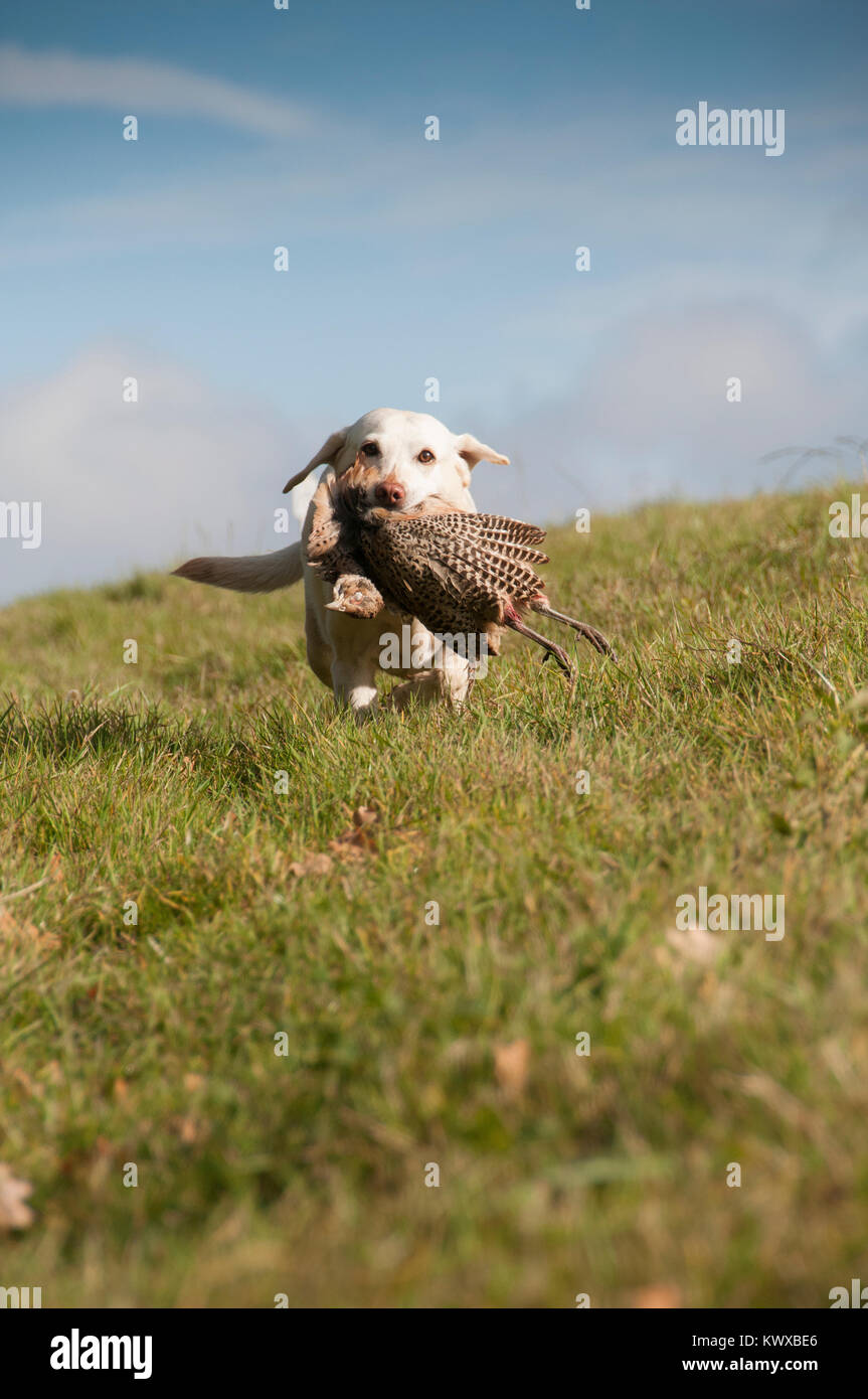 Yellow labrador retriever retrieving pheasant hi-res stock photography ...