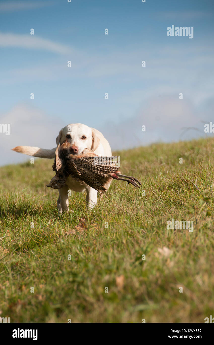Labrador carrying partridge hi-res stock photography and images - Alamy