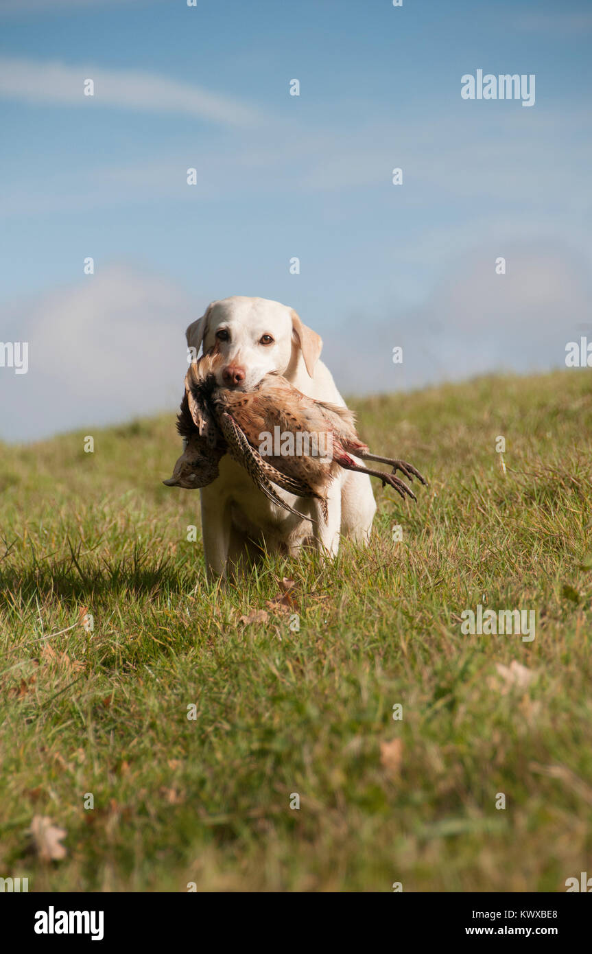 Yellow Labrador Retrieving A Pheasant Stock Photo - Alamy