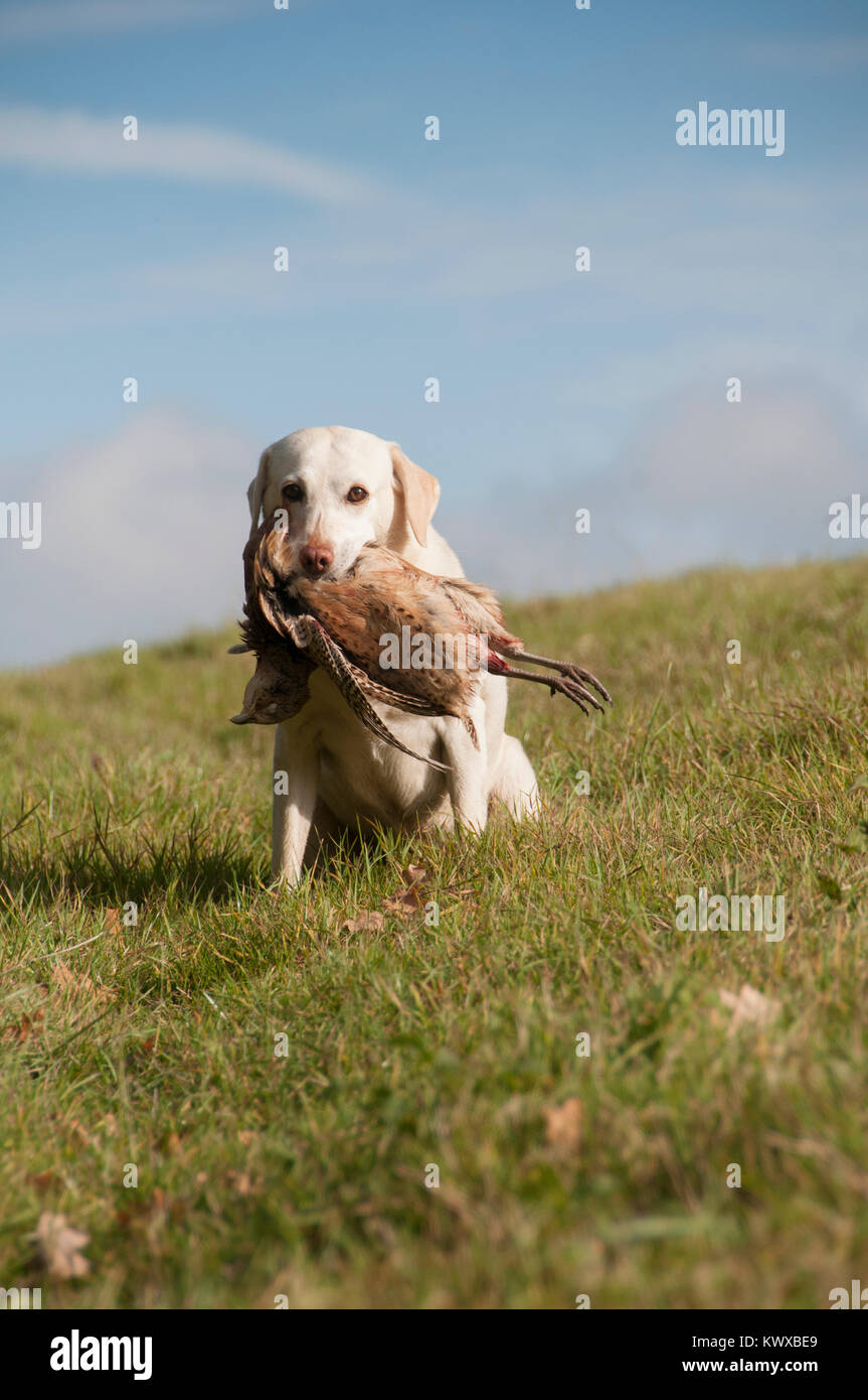 Labrador carrying partridge hi-res stock photography and images - Alamy