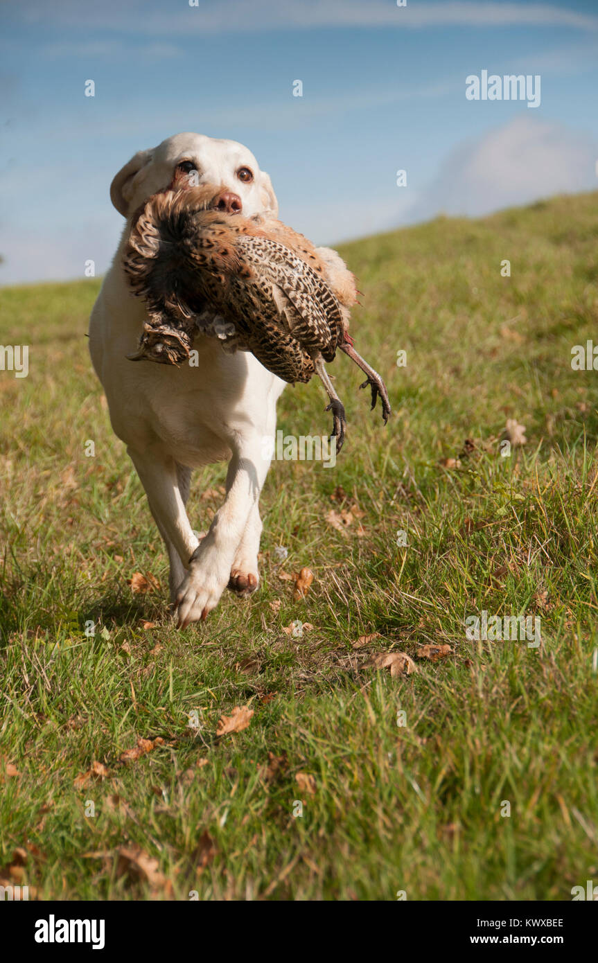Yellow Labrador Retrieving A Pheasant Stock Photo - Alamy