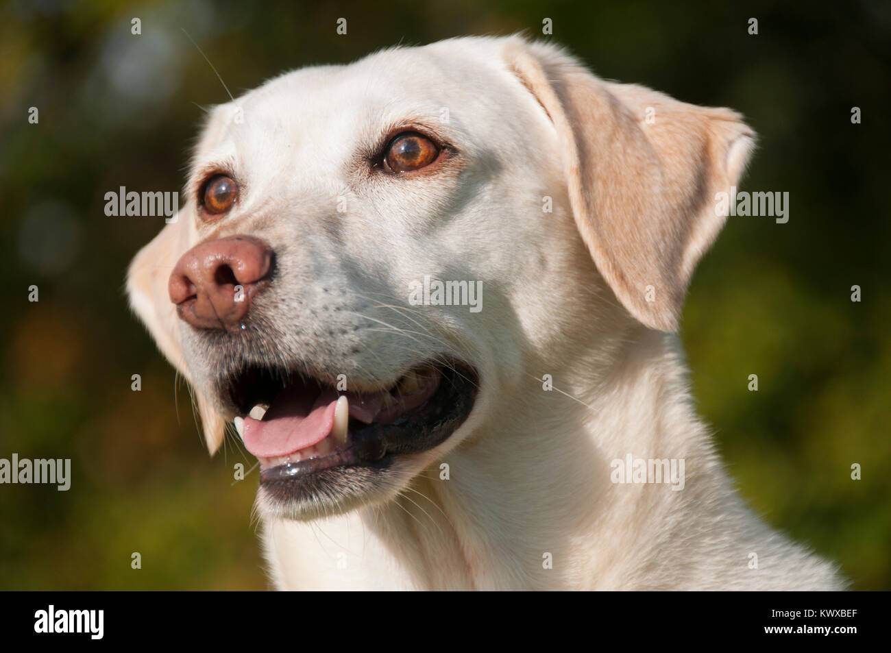 Yellow Labrador Portrait Stock Photo - Alamy