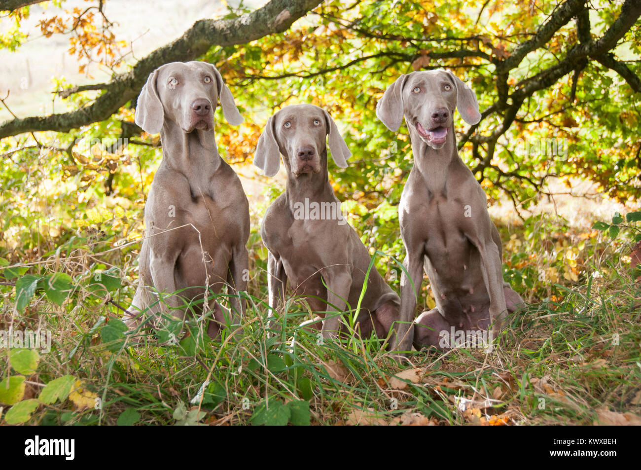Portrait Of Three Weimeraners Stock Photo - Alamy