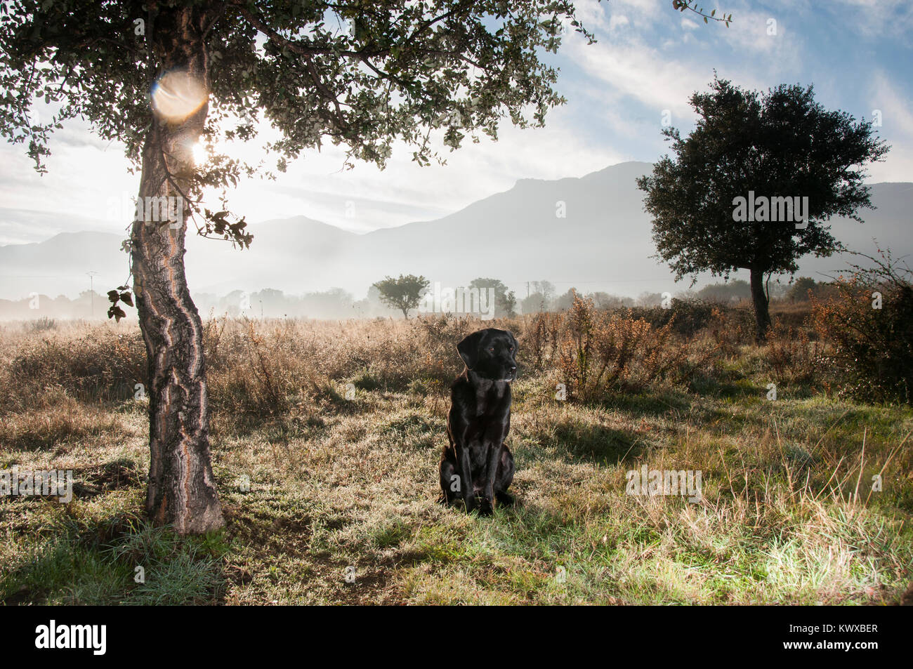 Portrait of a black labrador in the morning mist Stock Photo - Alamy