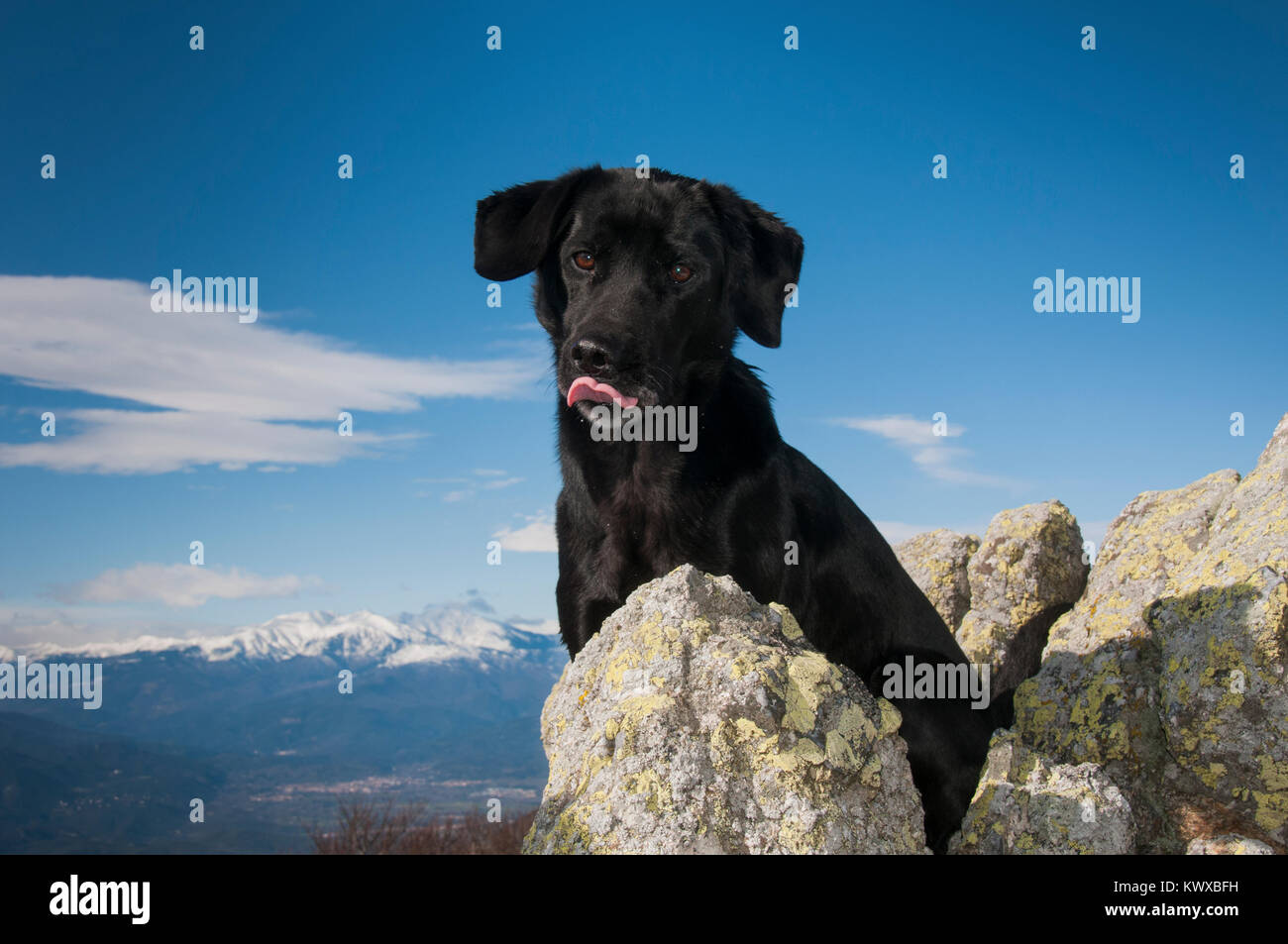 Labrador Portrait On Top Of A Mountain Stock Photo - Alamy