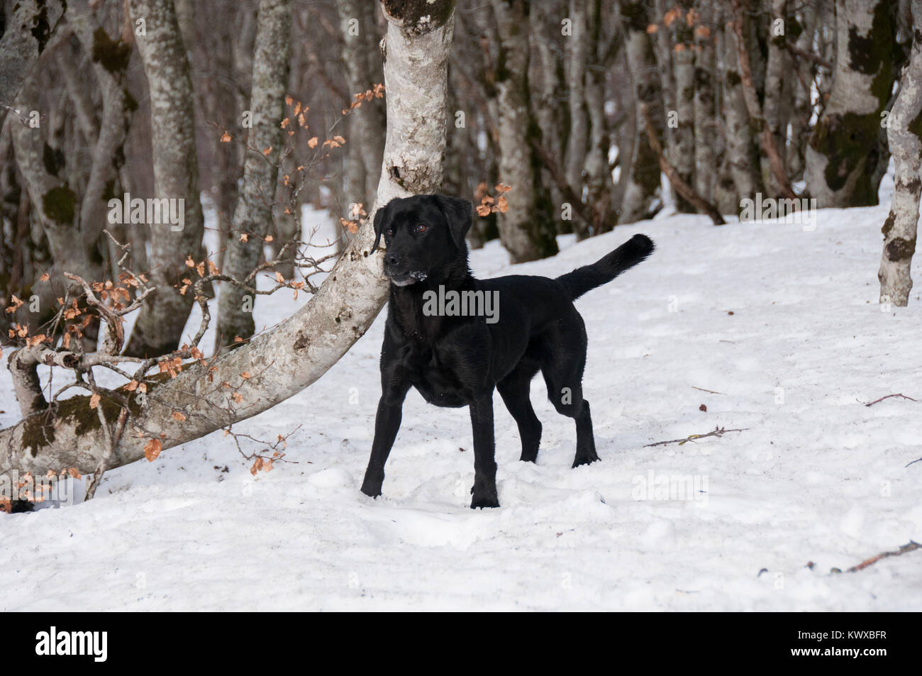 Black Labrador Playing In The Snow Stock Photo - Alamy