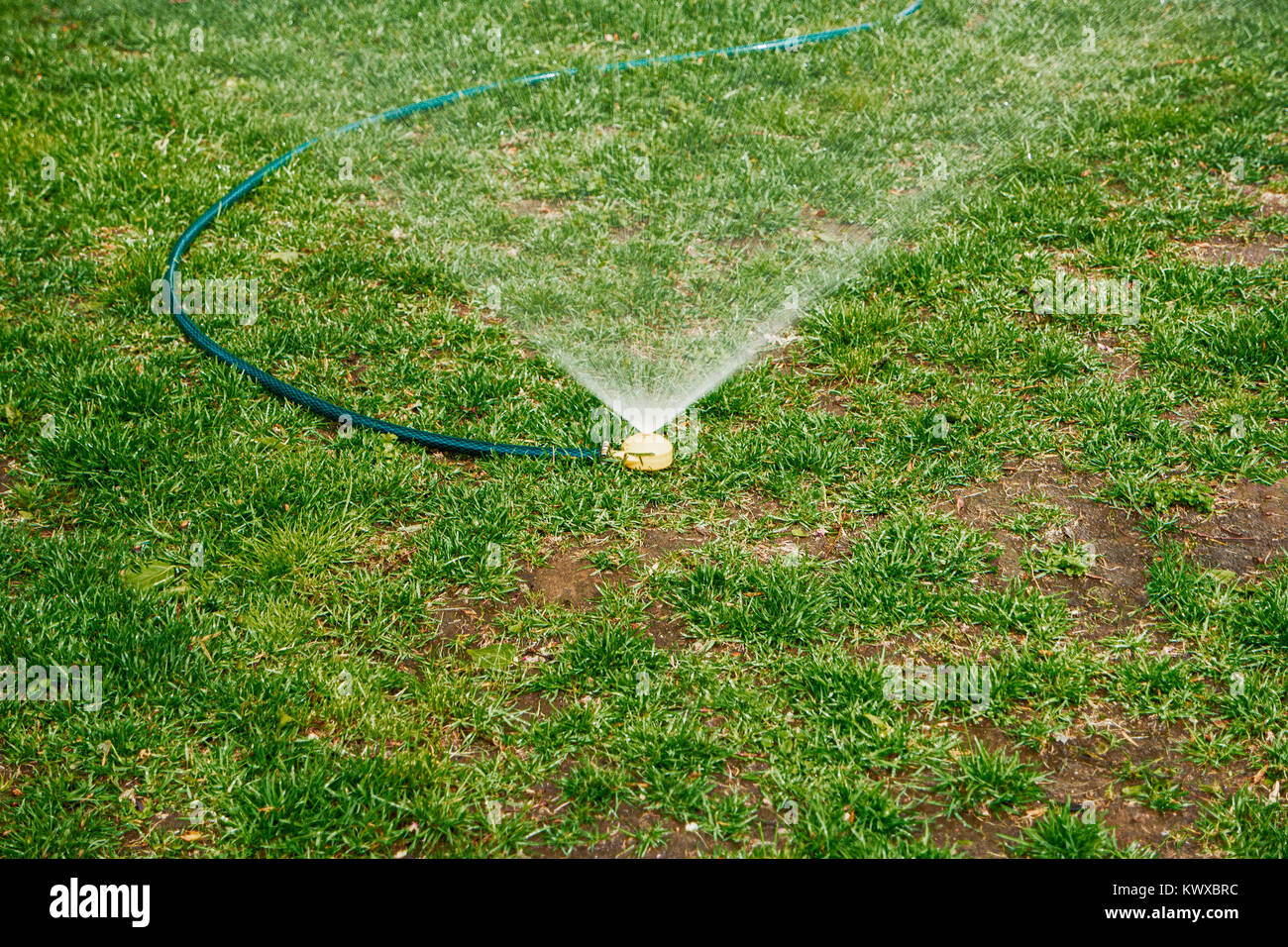 Water springer in lawn with dog spots. Garden grass irrigation. Yard ...