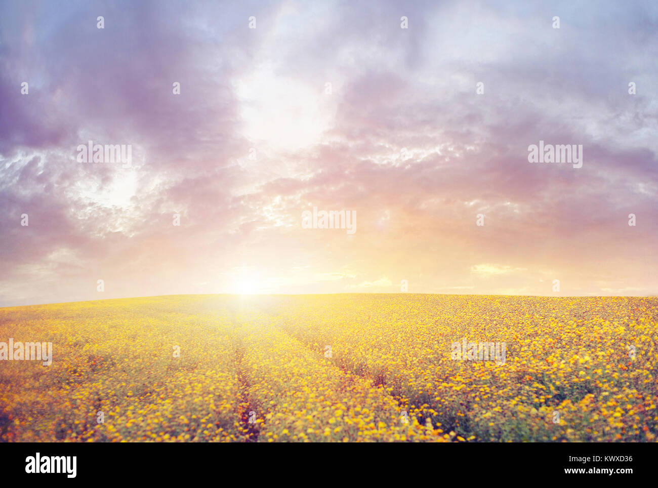 Beautiful sunset over the yellow canola field Stock Photo - Alamy