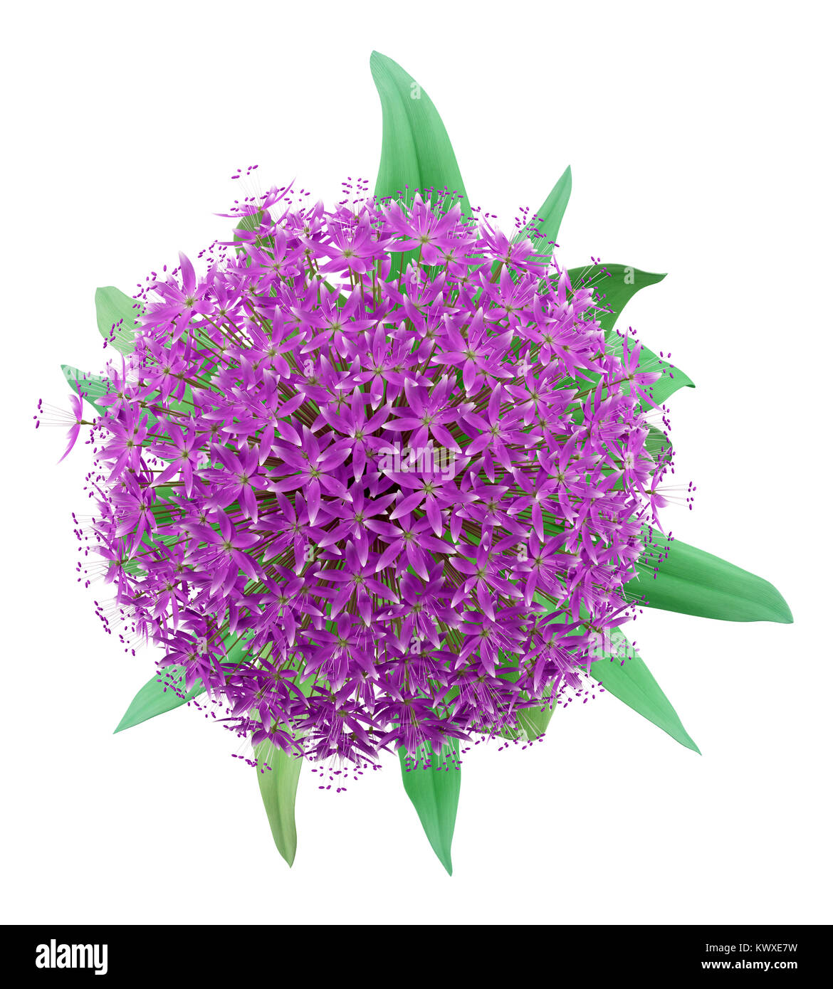 top view of allium flower isolated on white background. 3d illustration ...