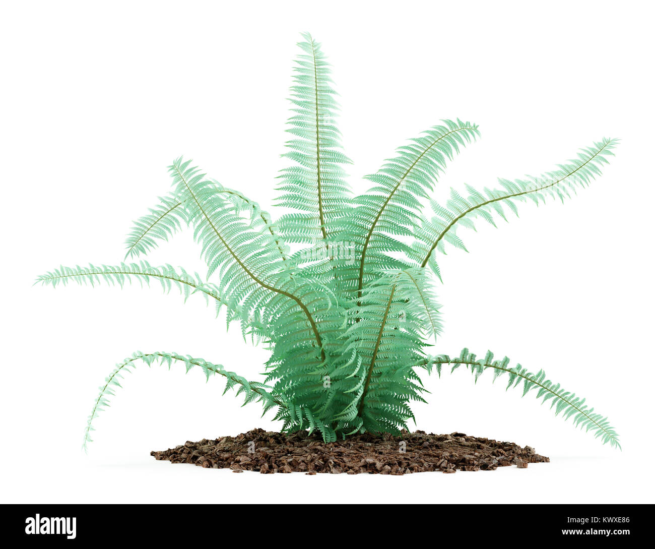 fern plant isolated on white background. 3d illustration Stock Photo ...