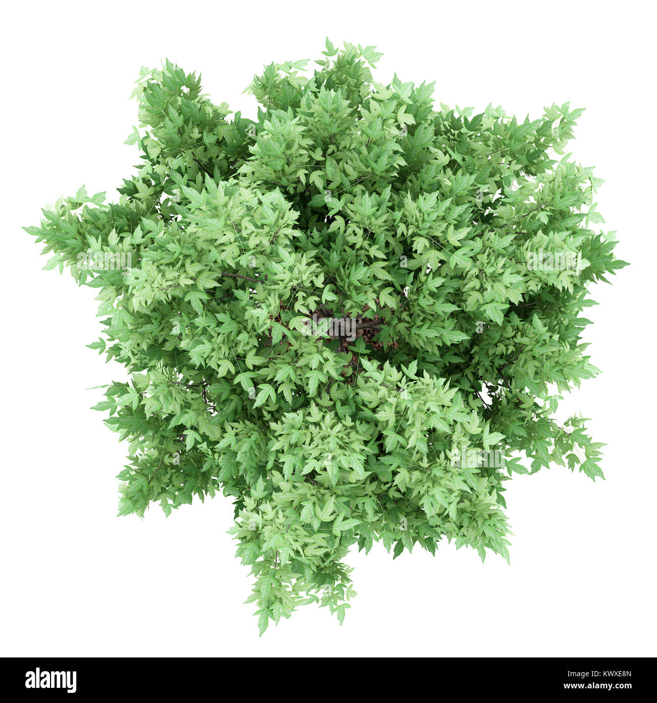 top view of amur maple tree isolated on white background. 3d ...