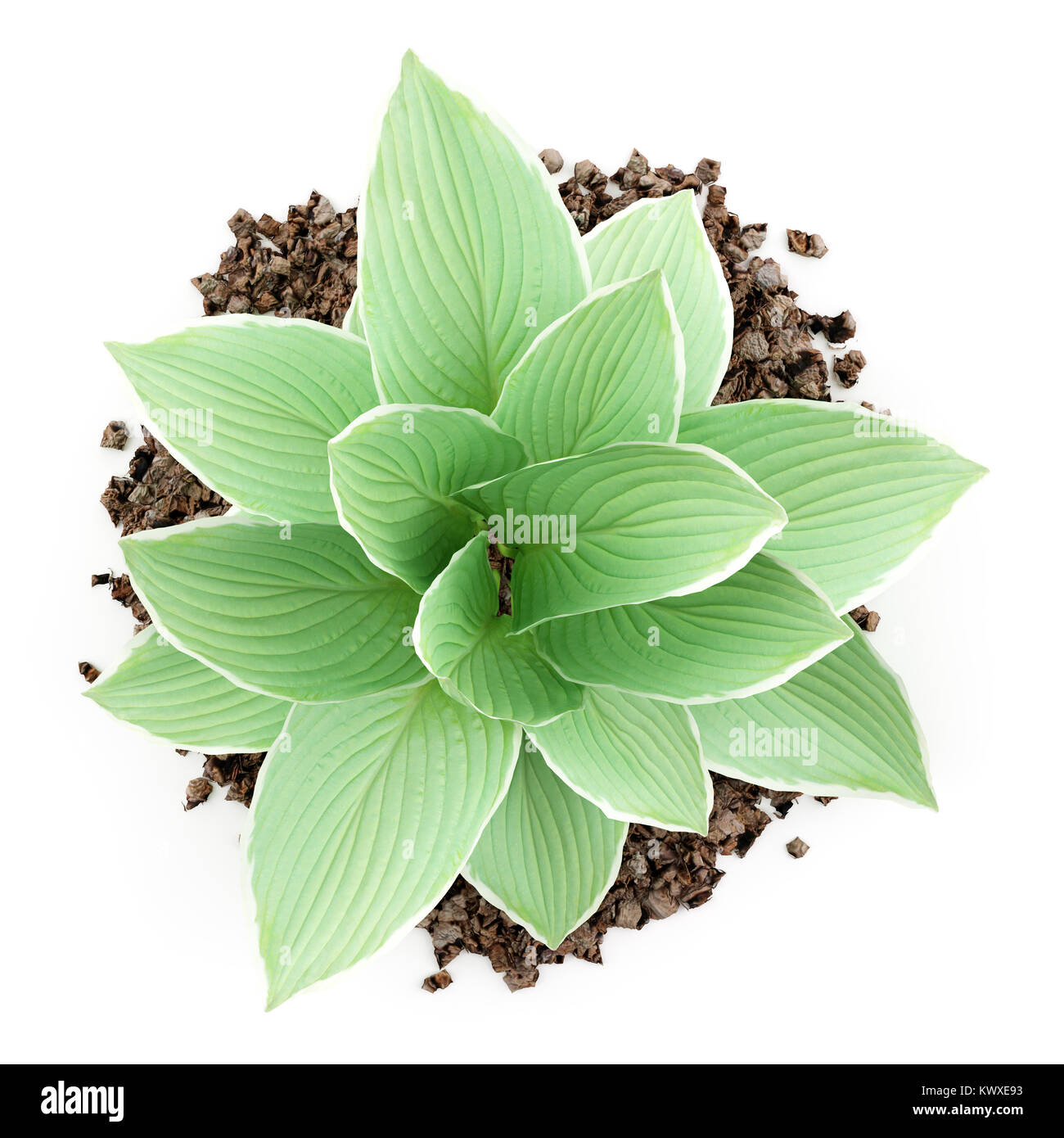 top view of hosta plant isolated on white background. 3d illustration ...