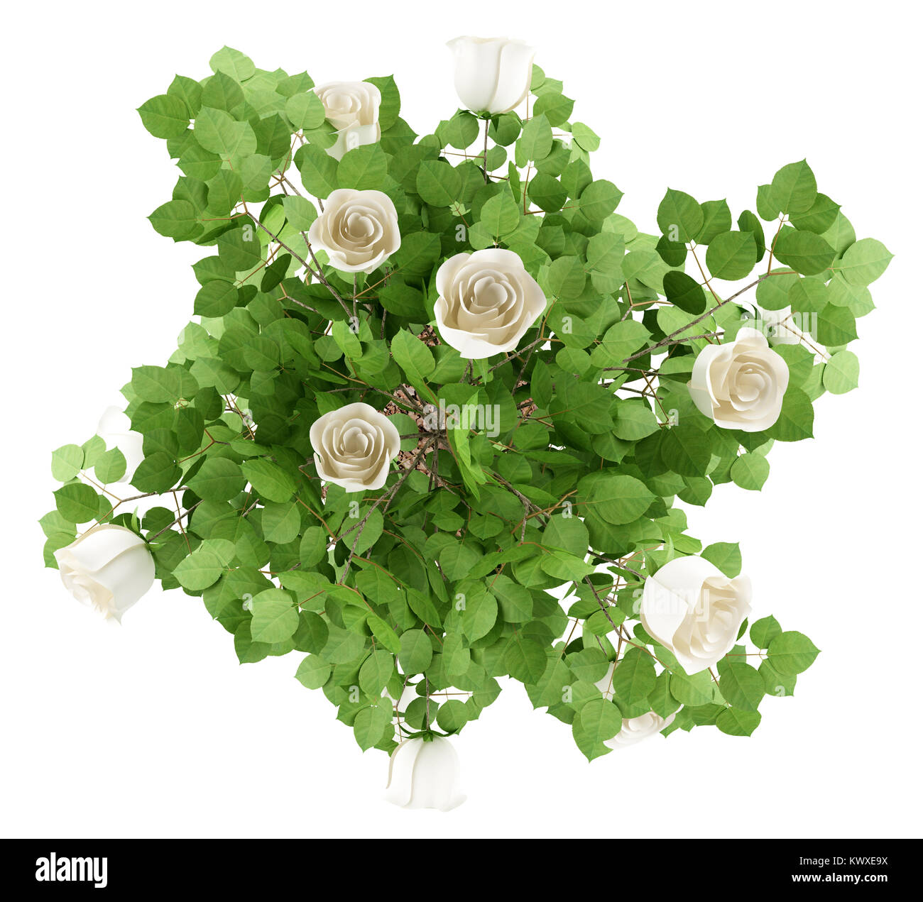 top view of white rose tree plant isolated on white background. 3d ...