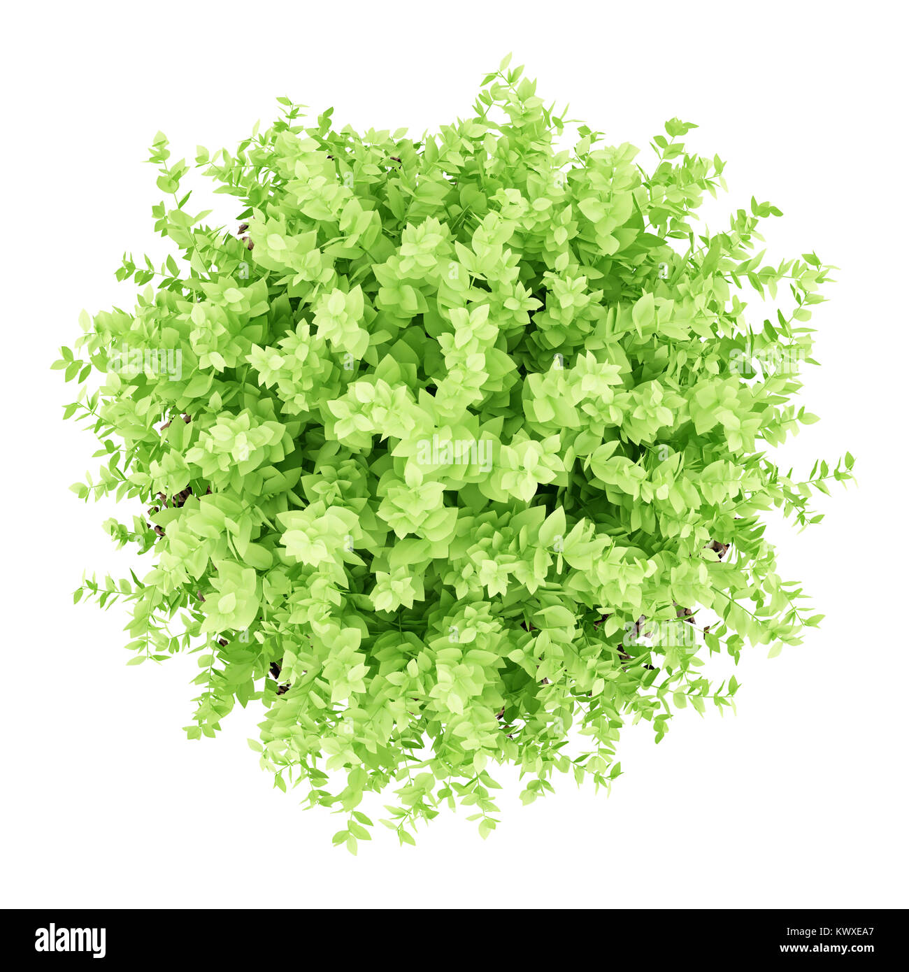 top view of small boxwood plant isolated on white background. 3d ...