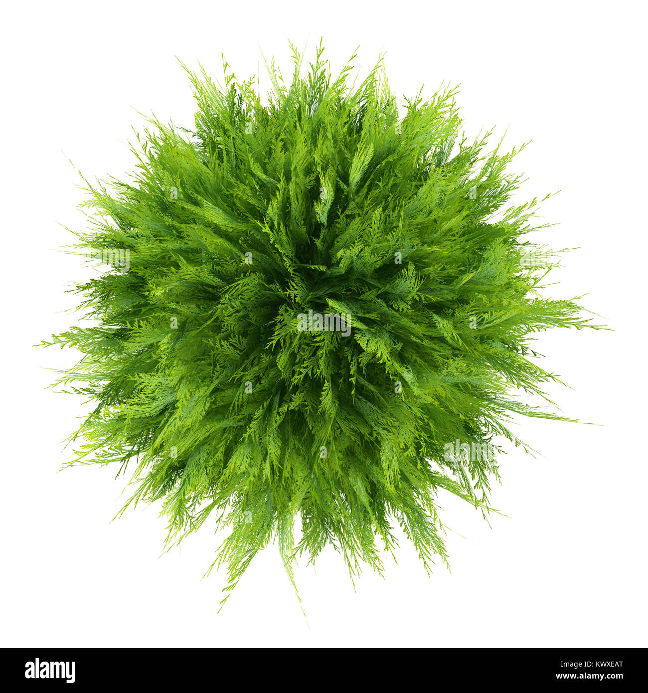 top view of thuja plant isolated on white background. 3d illustration ...