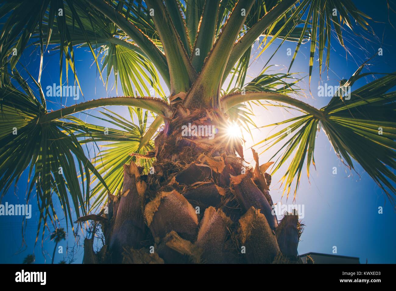 Coachella Valley Palm Tree Closeup. Southern California Vegetation ...