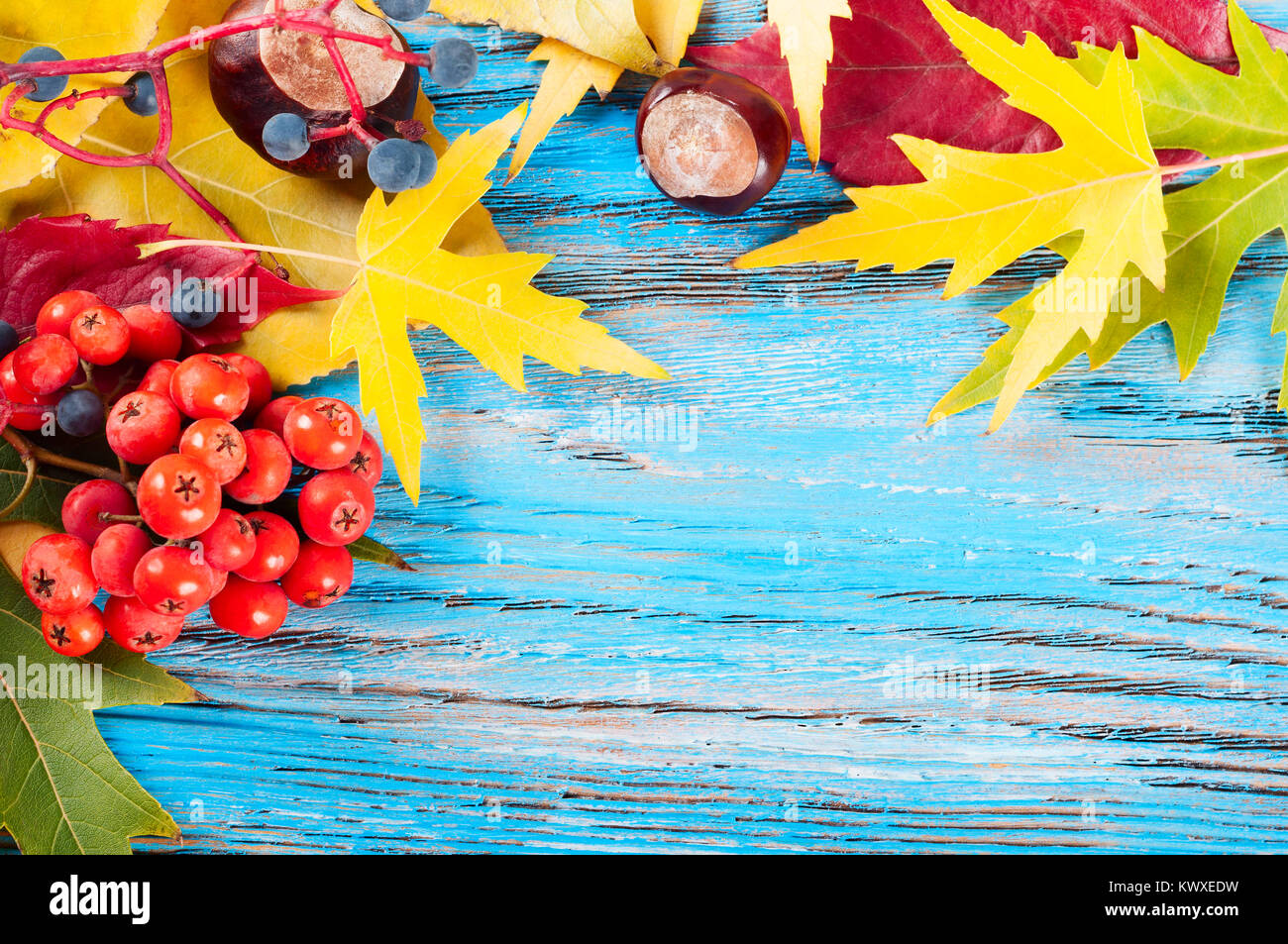 Blue autumn background with yellow and red leaves, rowan berries and ...