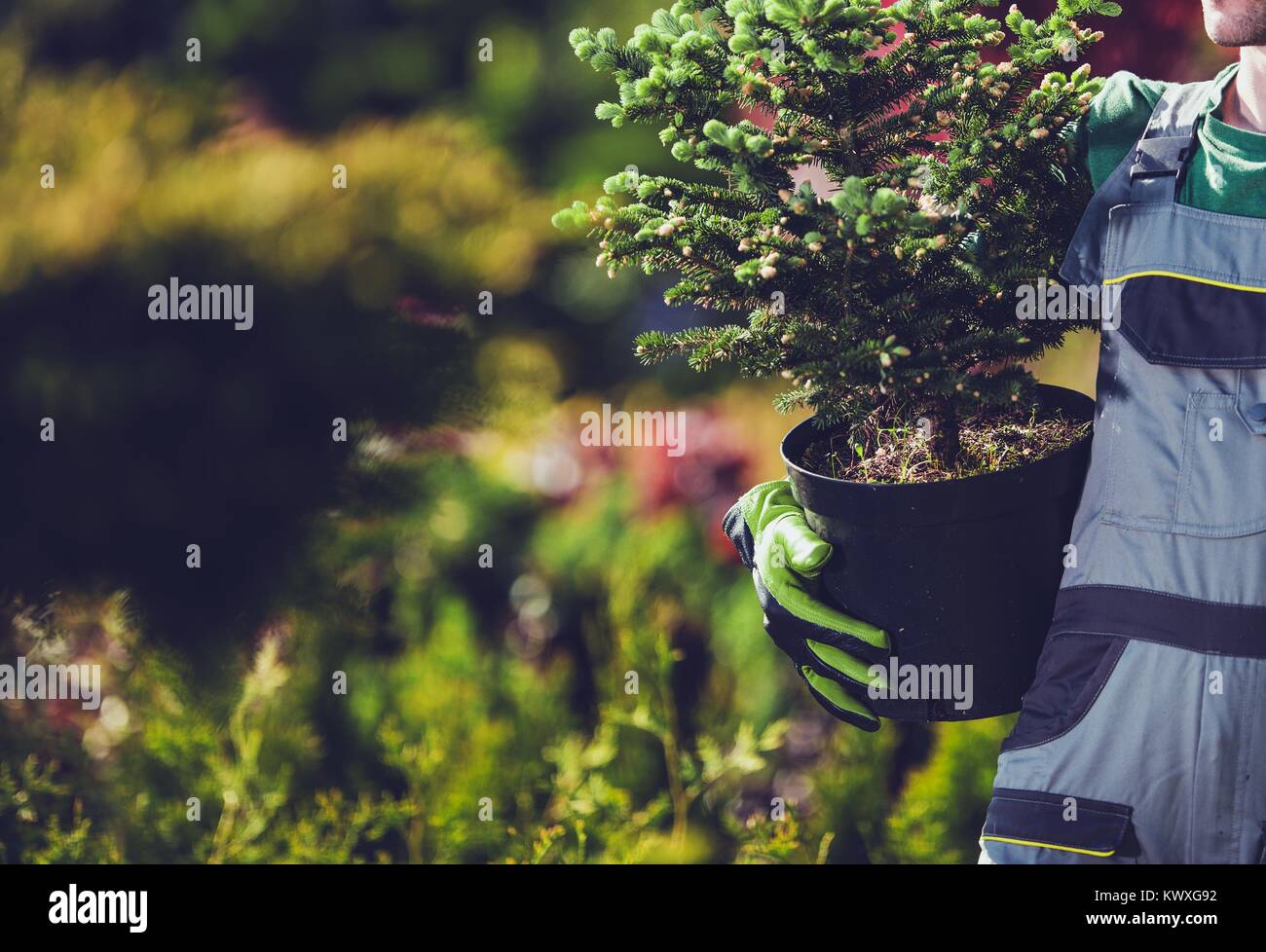 Planting Spruce Trees. Caucasian Gardener with Small Spruce Tree Going ...
