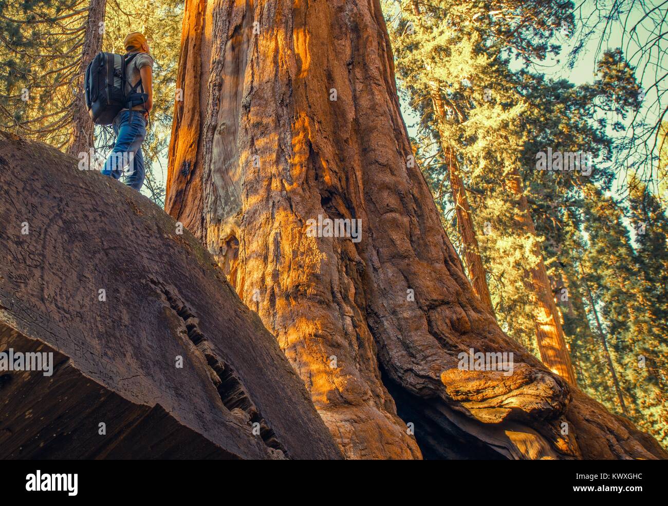 Sequoia Forest Exploration. Caucasian Hiker Exploring Giant Ancient ...