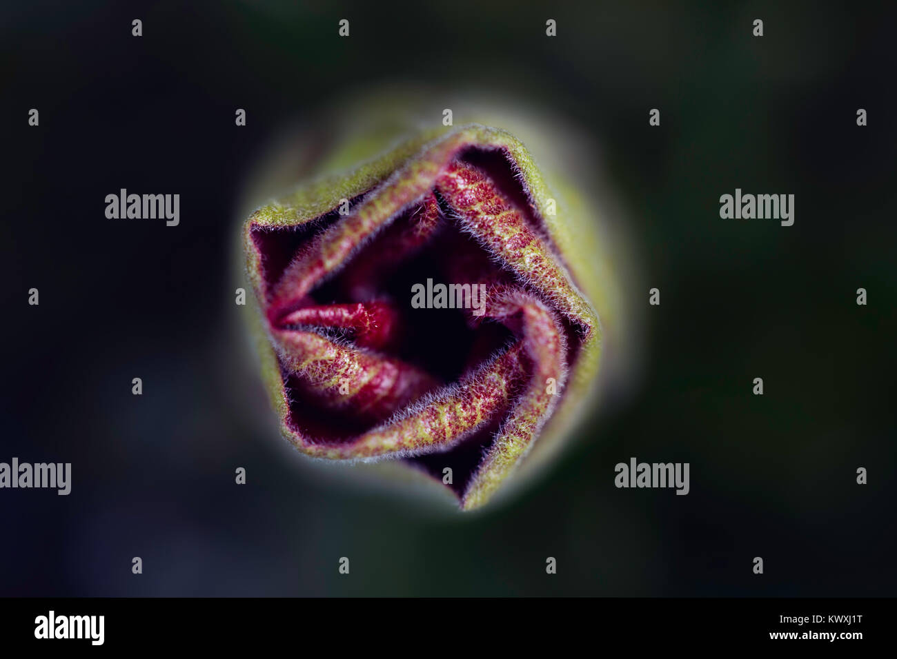 Emerging Hibiscus Flower Bud Stock Photo - Alamy