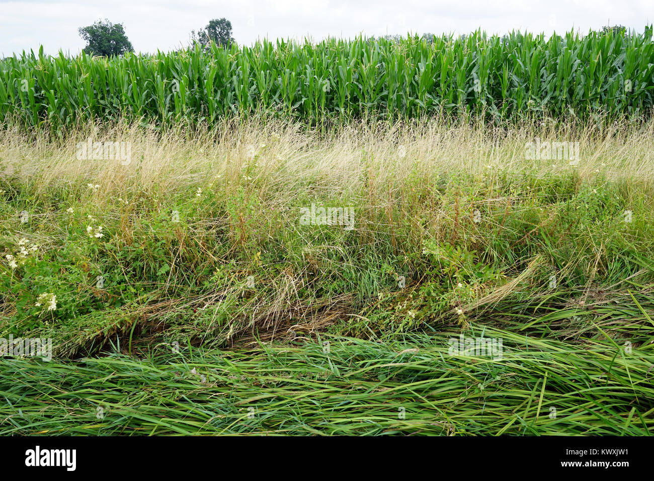 Green corn field in farm, France Stock Photo - Alamy