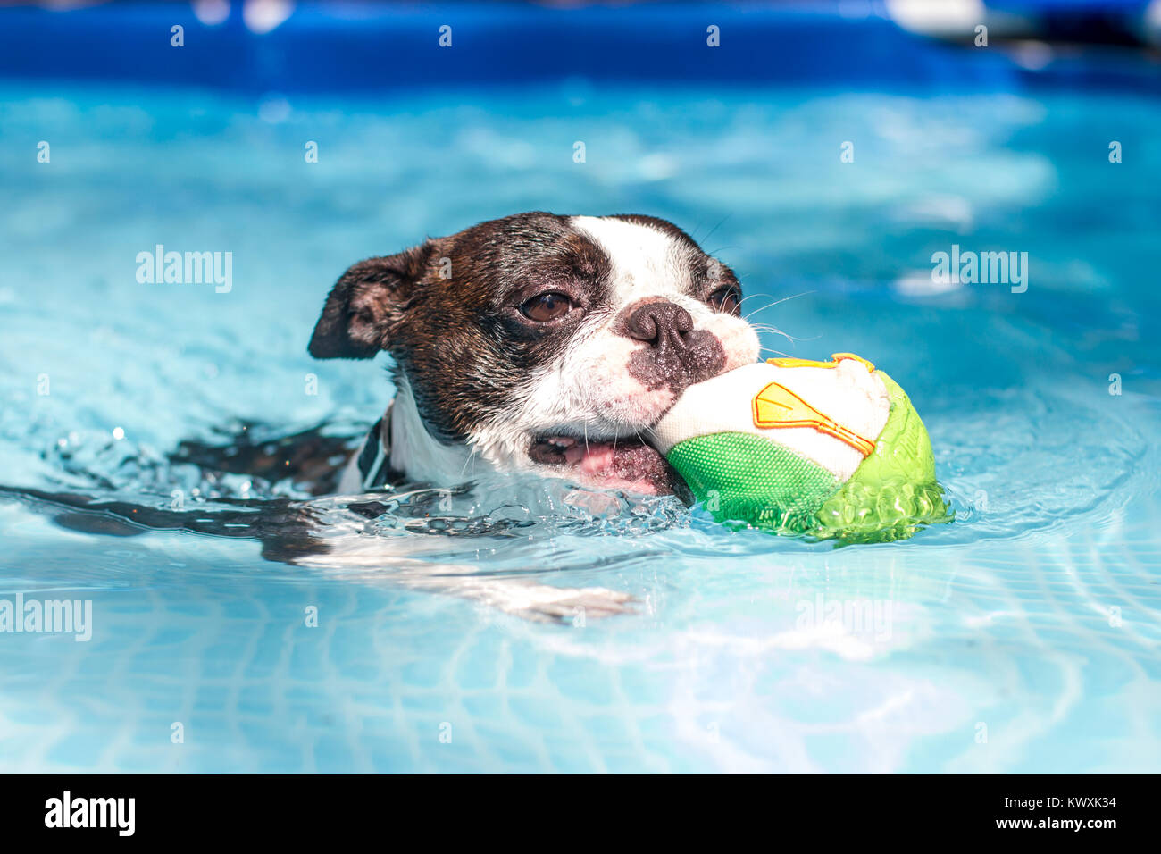 Can Boston Terriers Swim