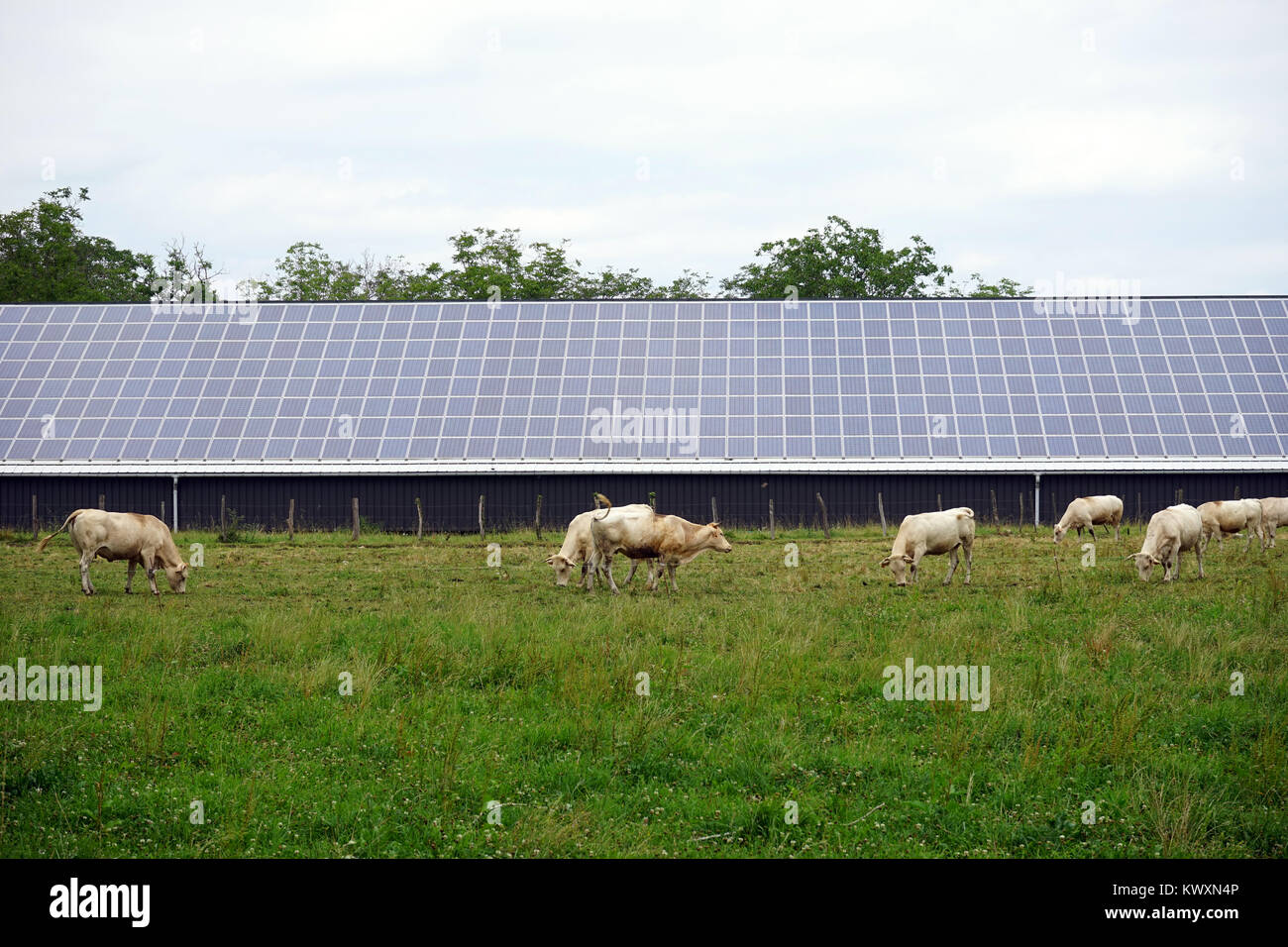Herd of cows and solar power station in farm Stock Photo - Alamy