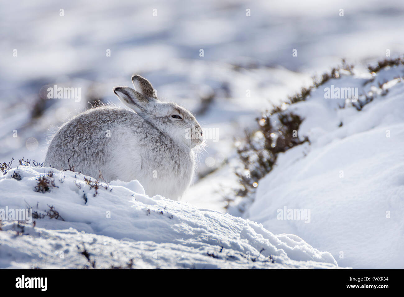 Mountain Hare in the Cairngorms Stock Photo - Alamy