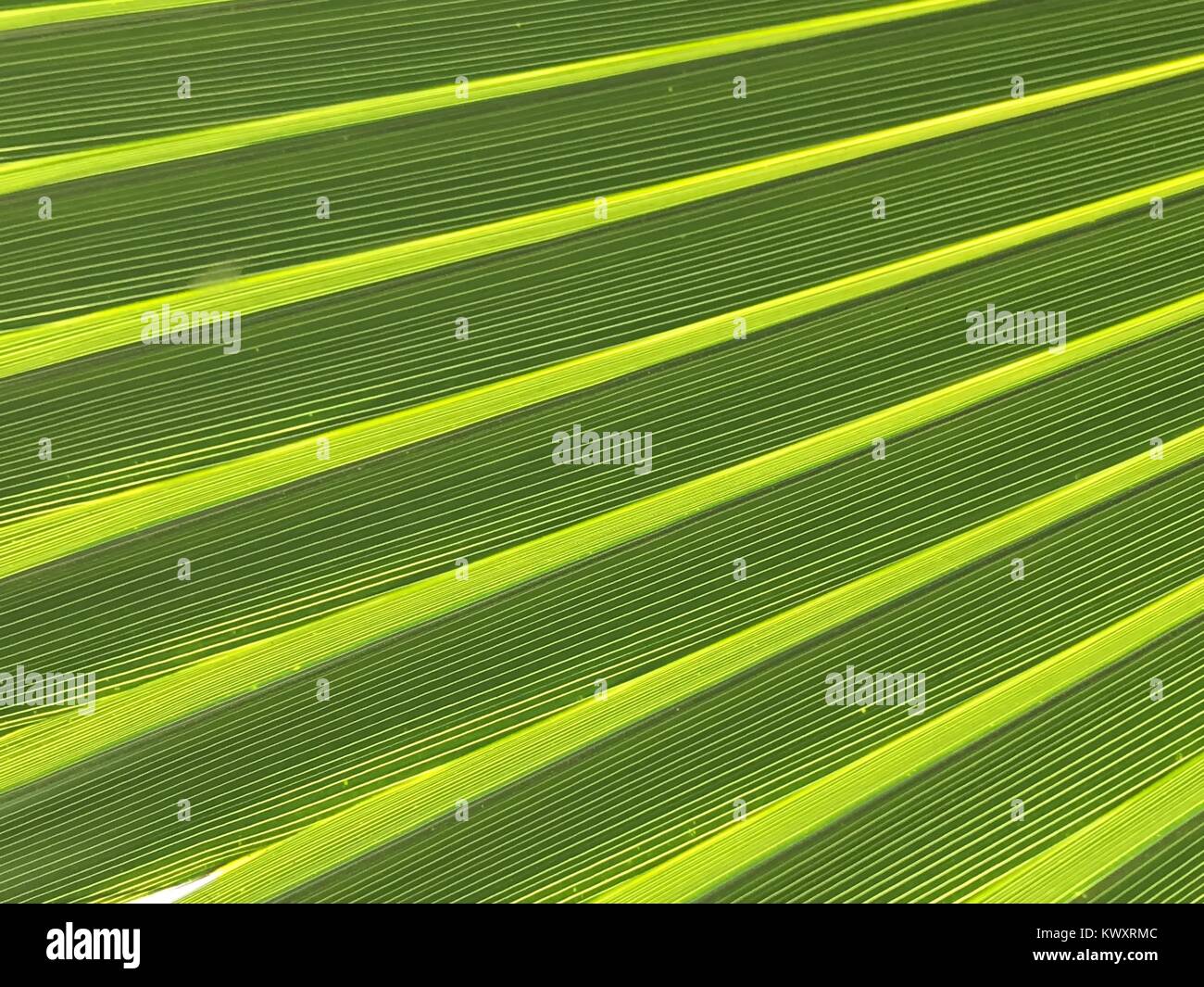 Palm tree leaf Stock Photo - Alamy