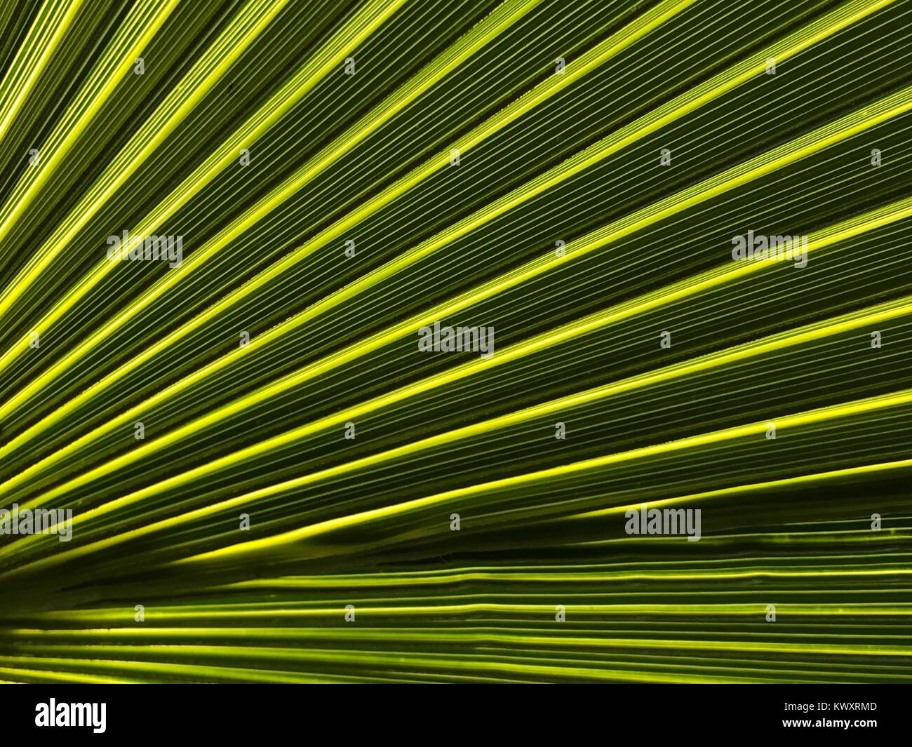 Palm tree leaf Stock Photo - Alamy