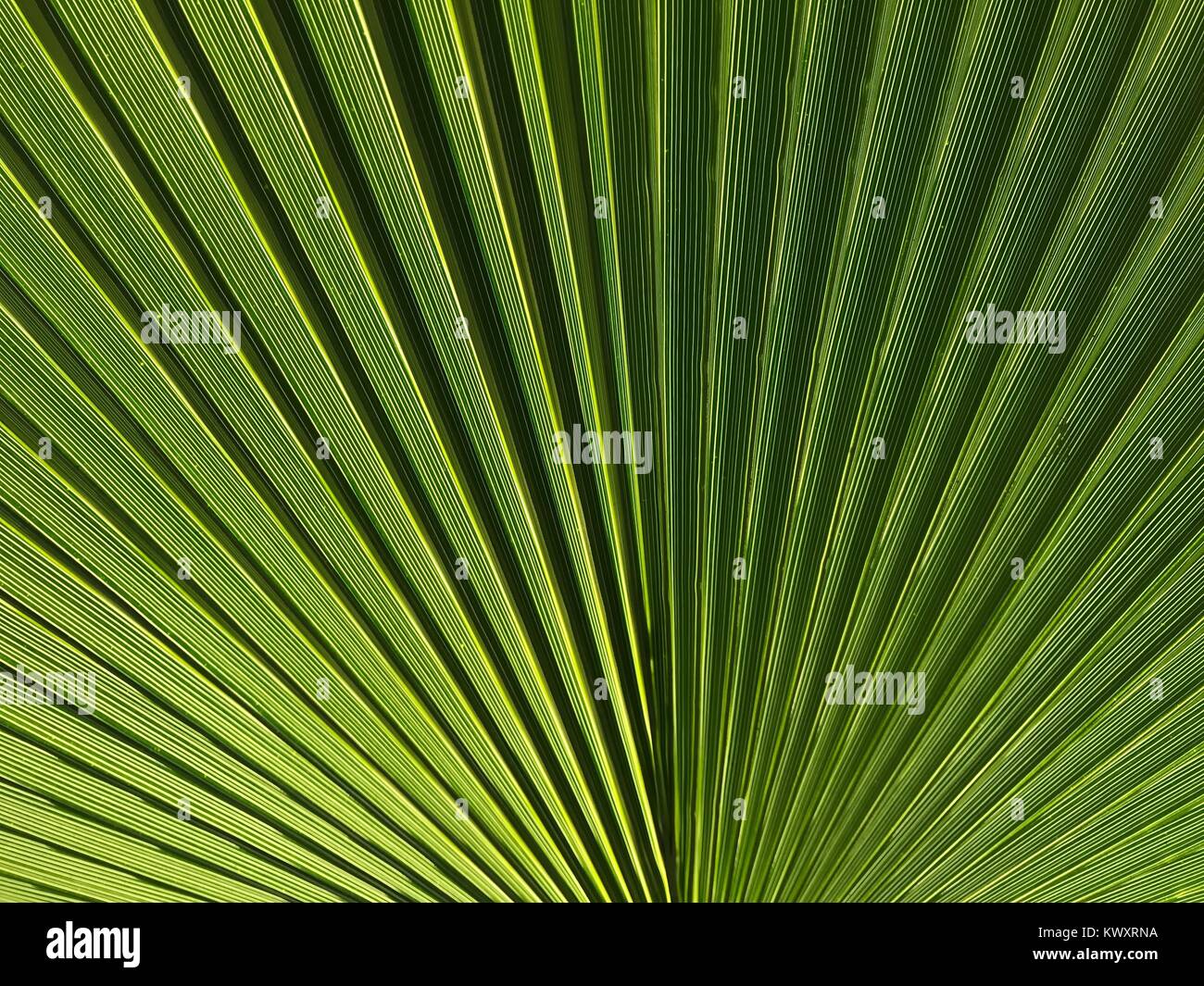 Palm tree leaf Stock Photo - Alamy
