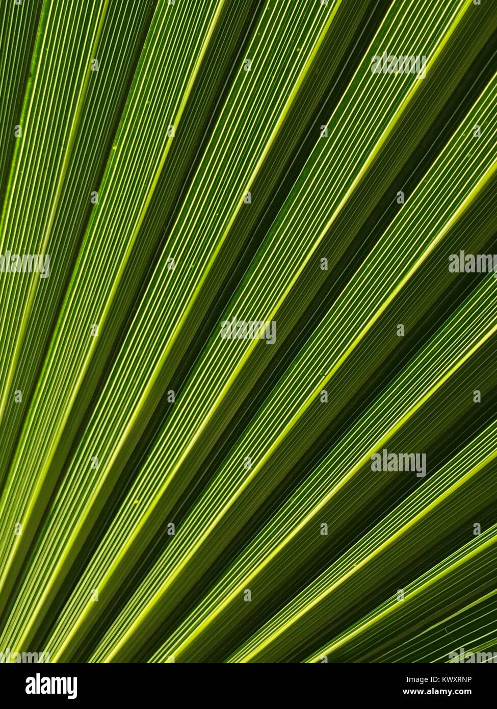 Palm tree leaf Stock Photo - Alamy