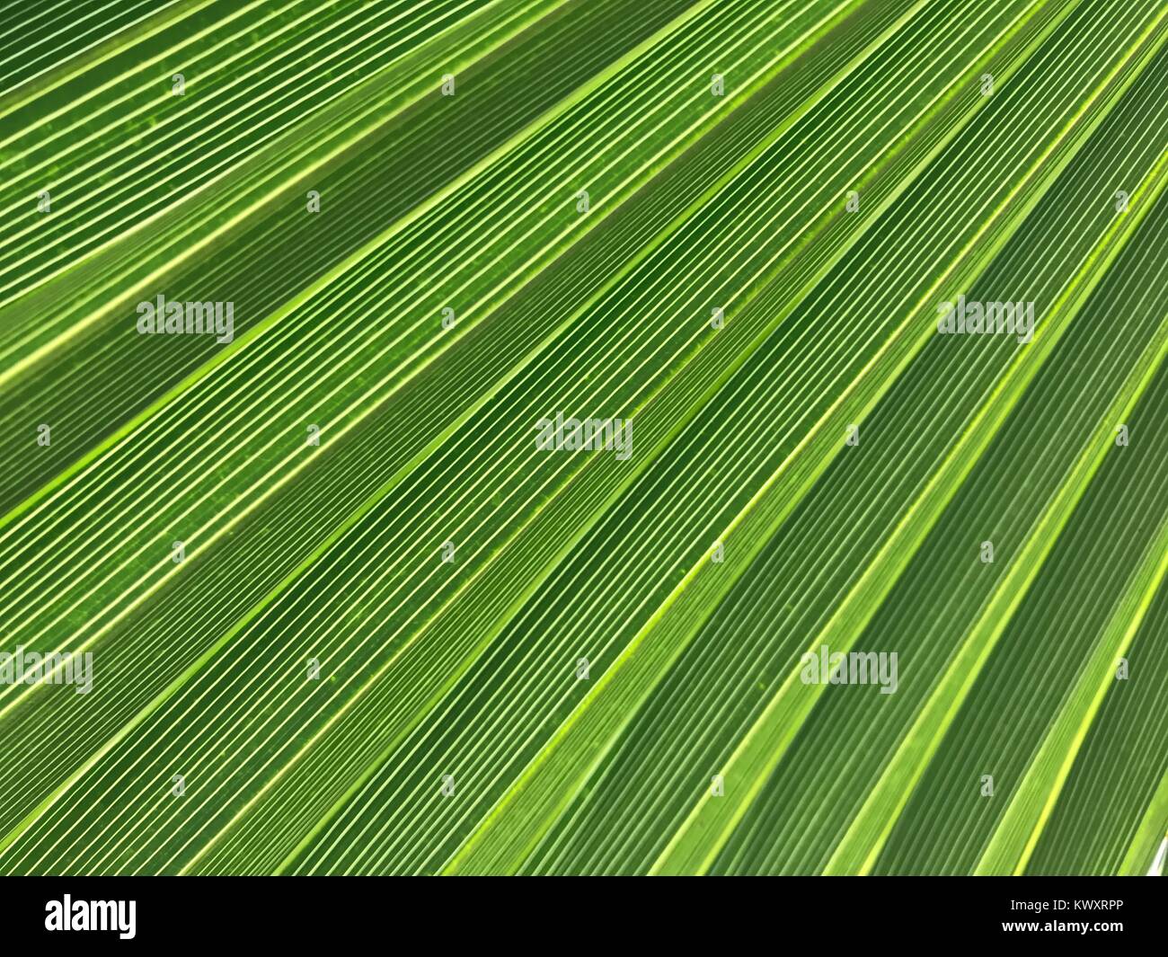 Palm tree leaf Stock Photo - Alamy