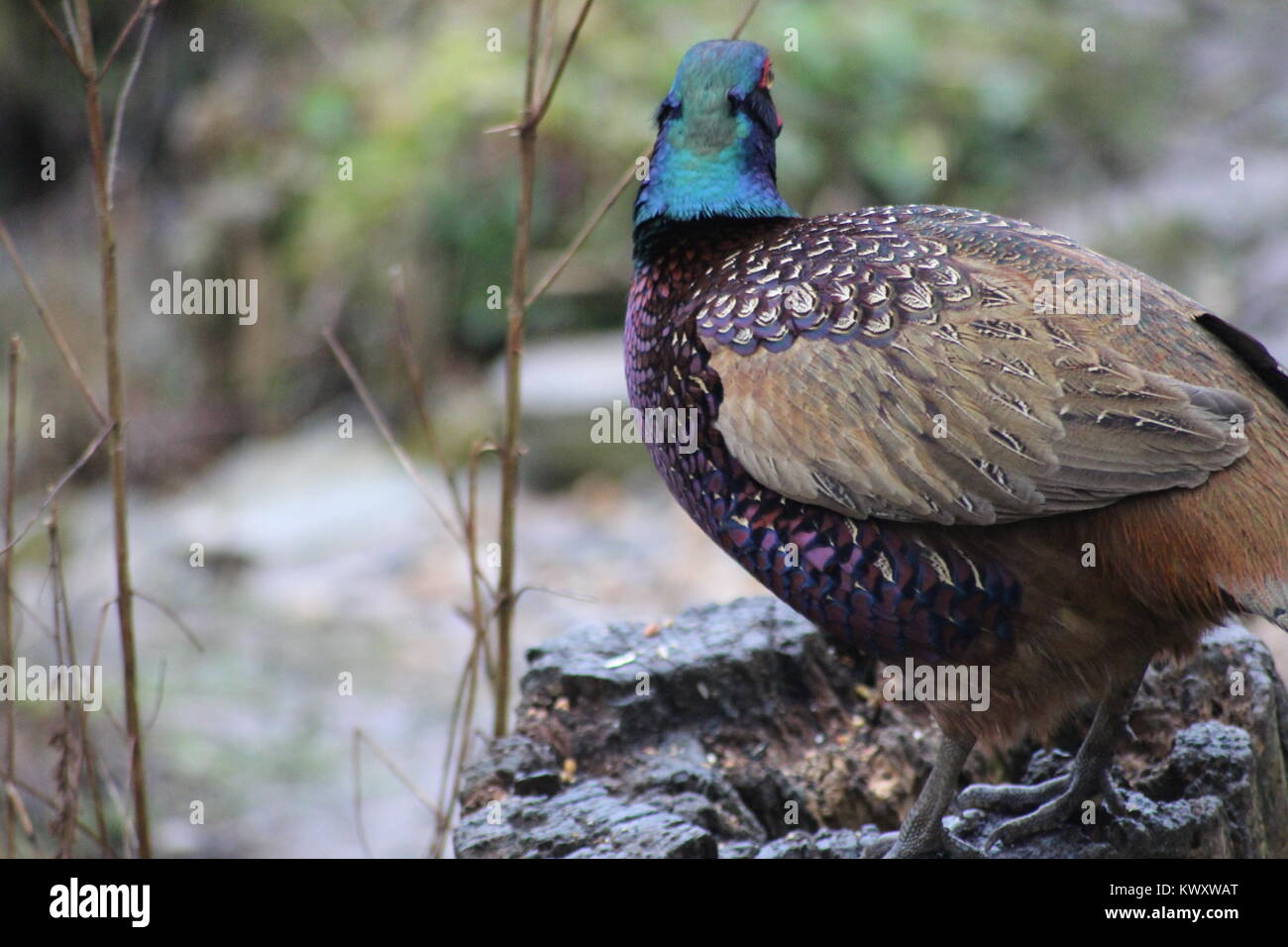 Pheasant colours in the sun Stock Photo - Alamy