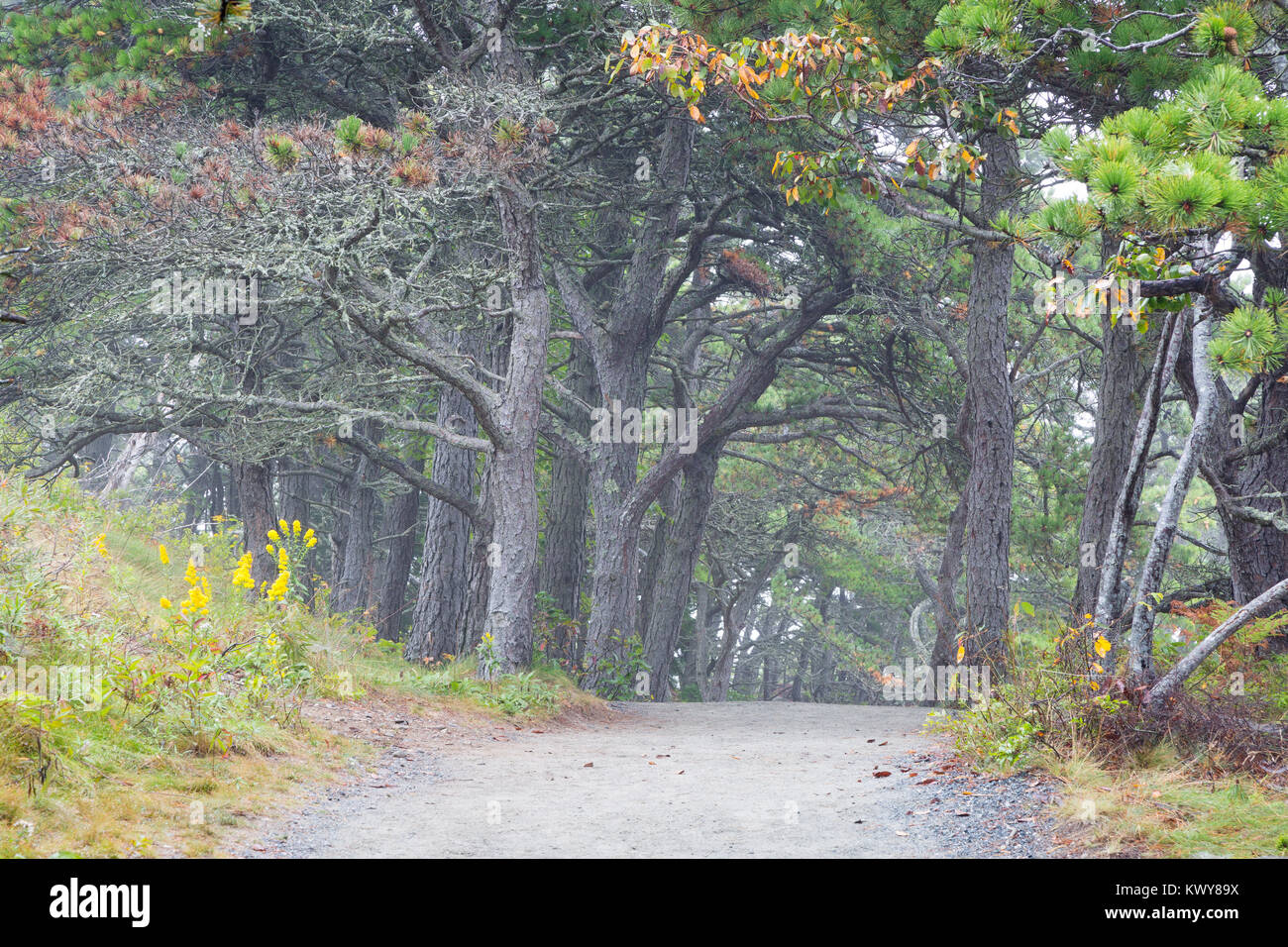 Evergreen trees arching over the Ocean Trail on Mount Desert Island ...