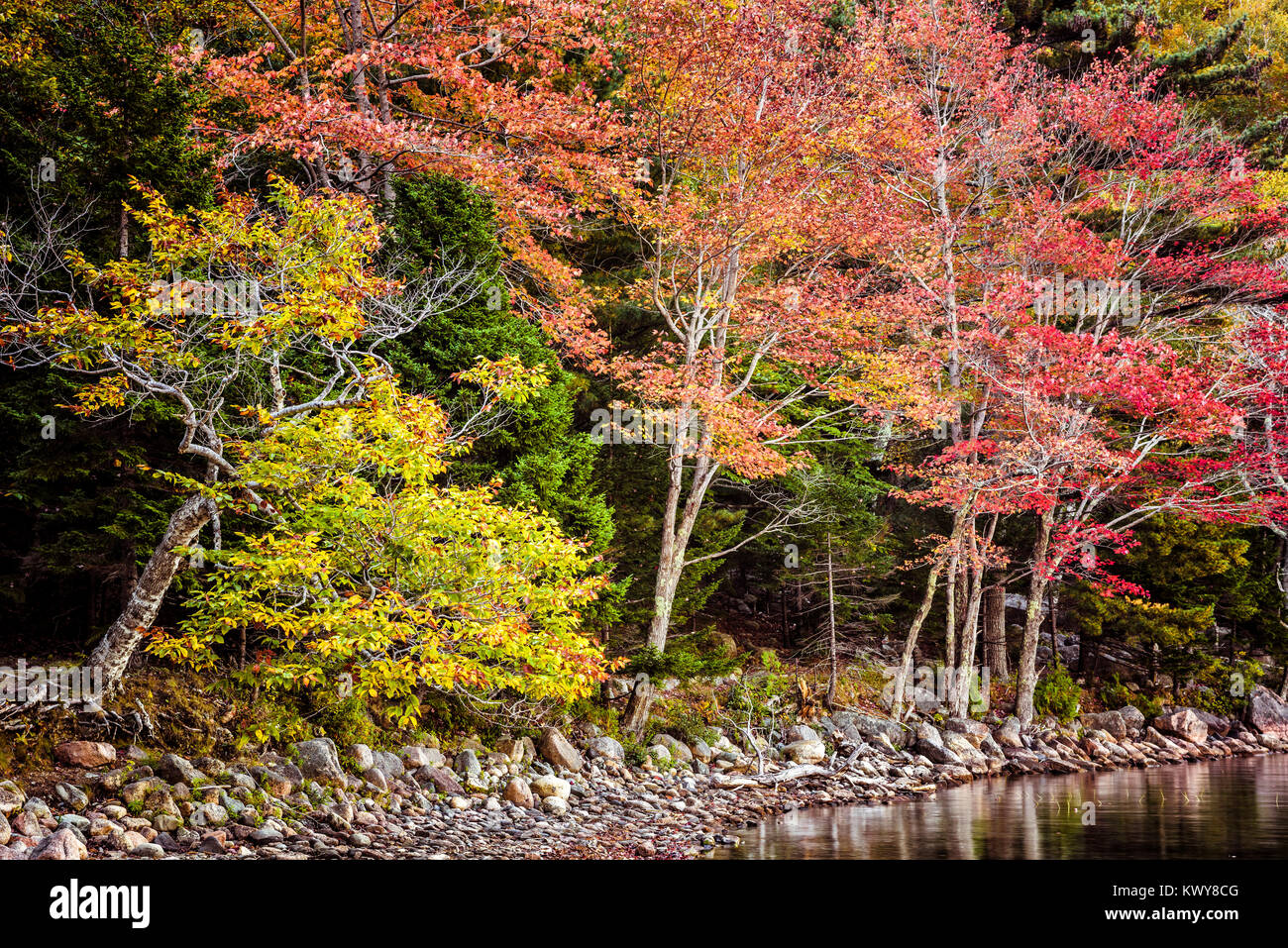Colorful autumn foliage on the shore of Jordan Pond in Acadia National ...