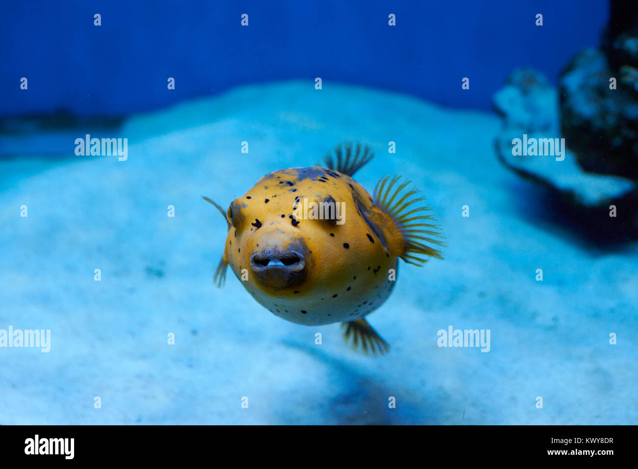 Arothron nigropunctatus yellow. Poisonous fugy fish in blue water Stock ...