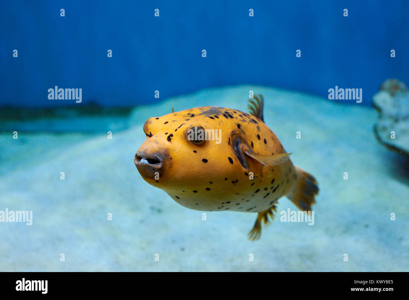 Arothron nigropunctatus yellow. Poisonous fugy fish in blue water Stock ...
