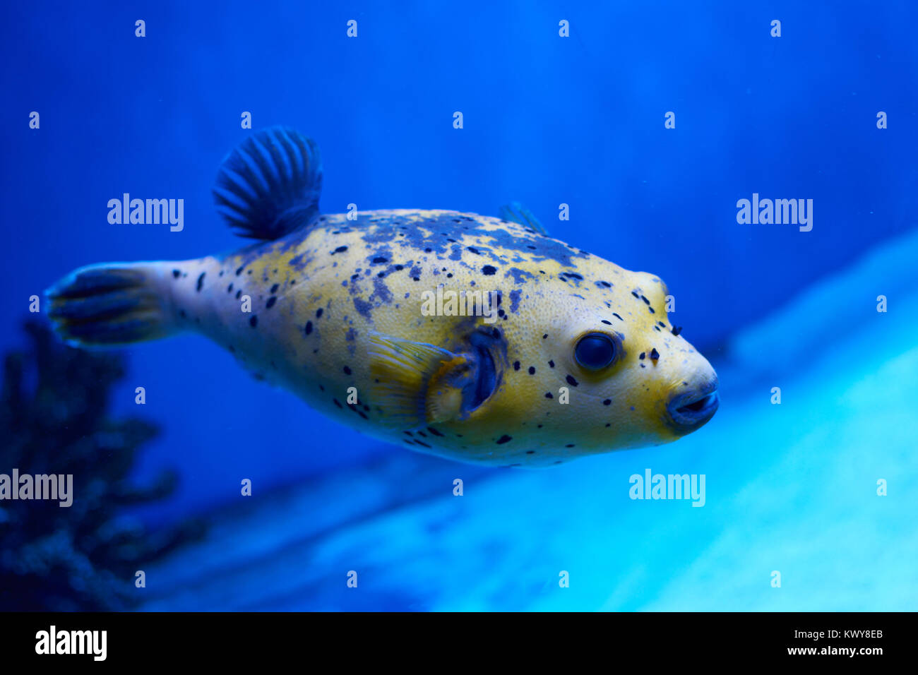 Arothron nigropunctatus yellow. Poisonous fugy fish in blue water Stock ...