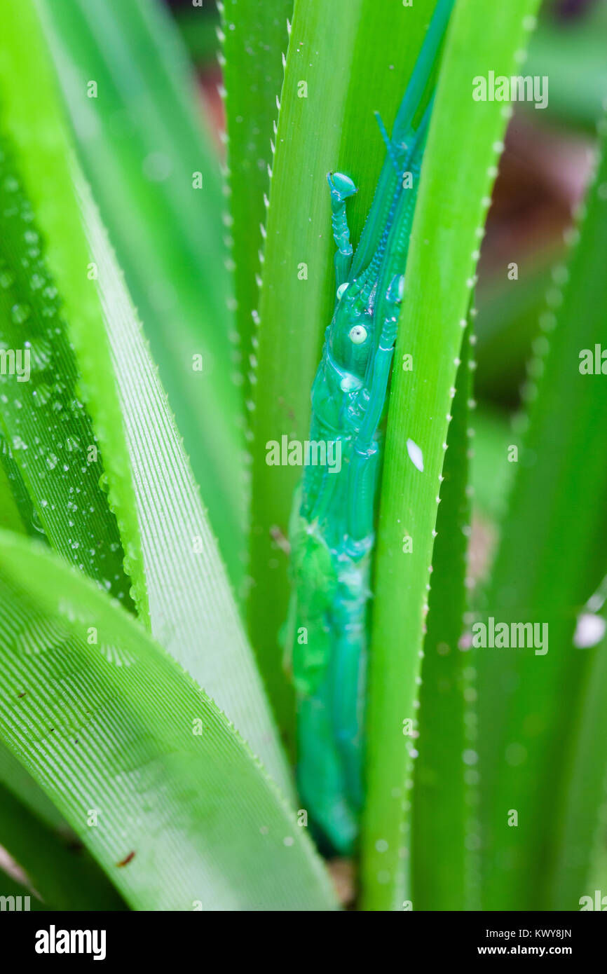Scrub breadfruit hi-res stock photography and images - Alamy