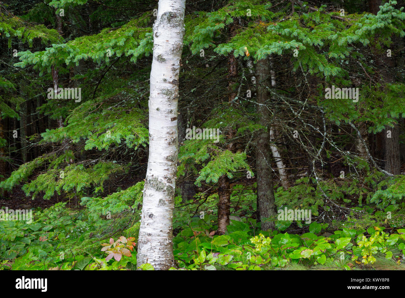 The trunk of a birch tree rising through an evergreen forest to create ...