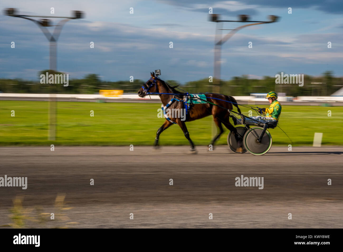 Canada horse hi-res stock photography and images - Alamy