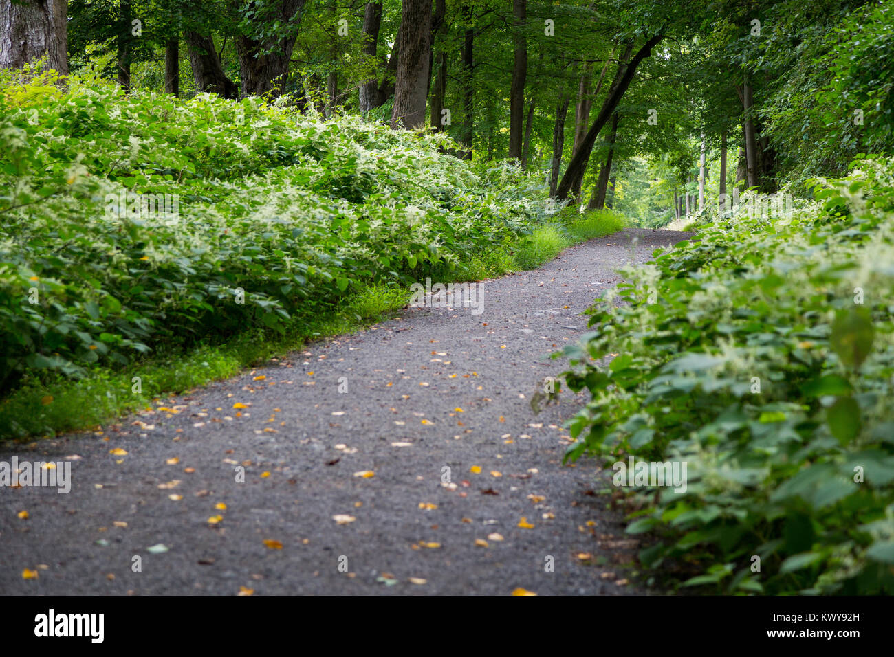 Wildflowers blooming along a pathway covered by tree canopies. Douglas ...