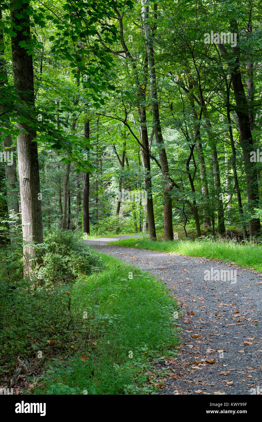Thick forest vegetation creating a canopy of trees above a winding ...