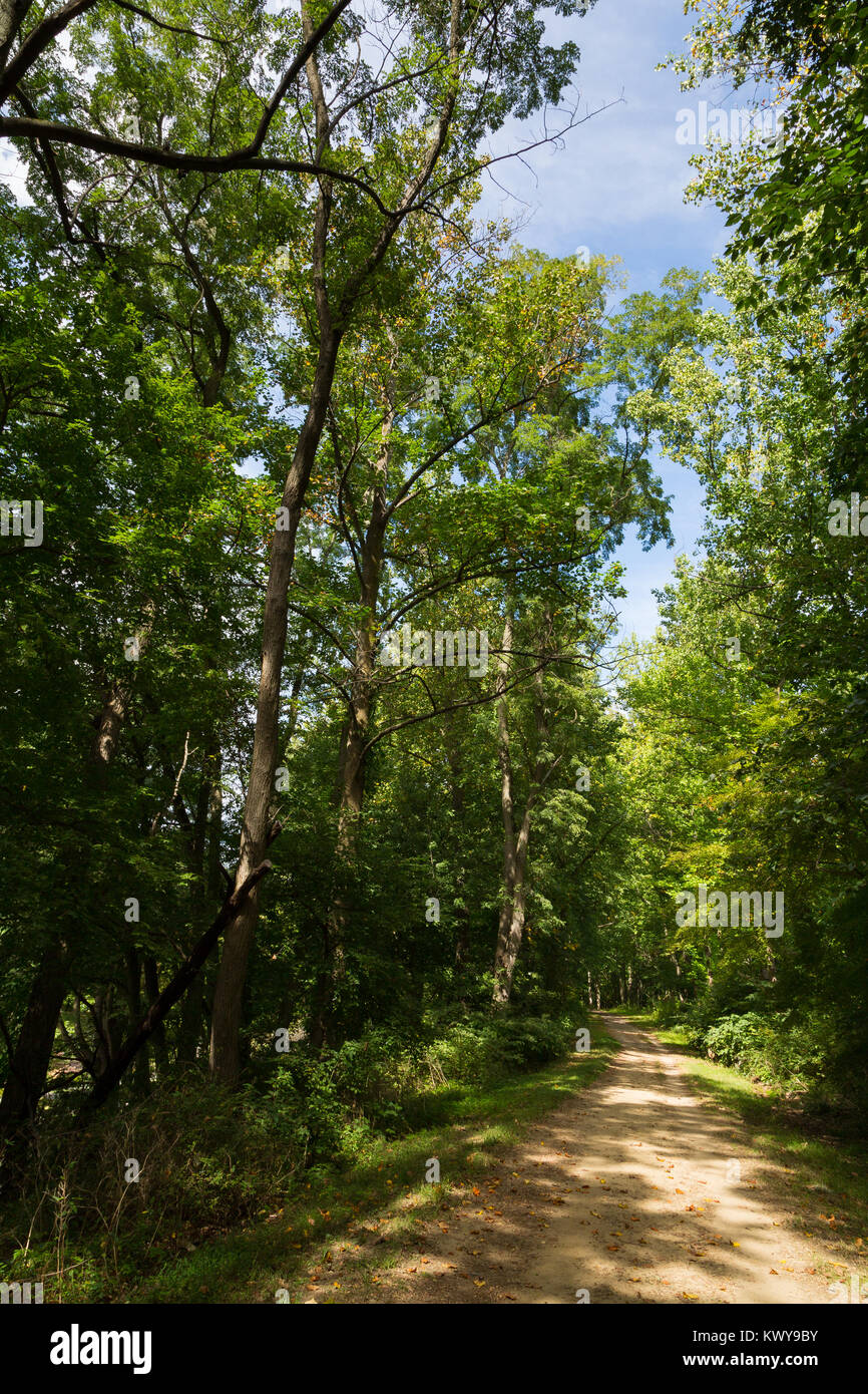 A dirt road doubling as a pathway winding through tall green trees ...