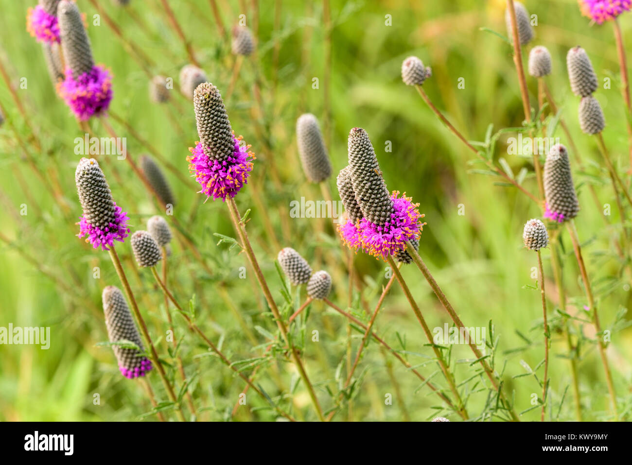 Purple Prairie Clover, Dalea purpurea flowers Stock Photo - Alamy