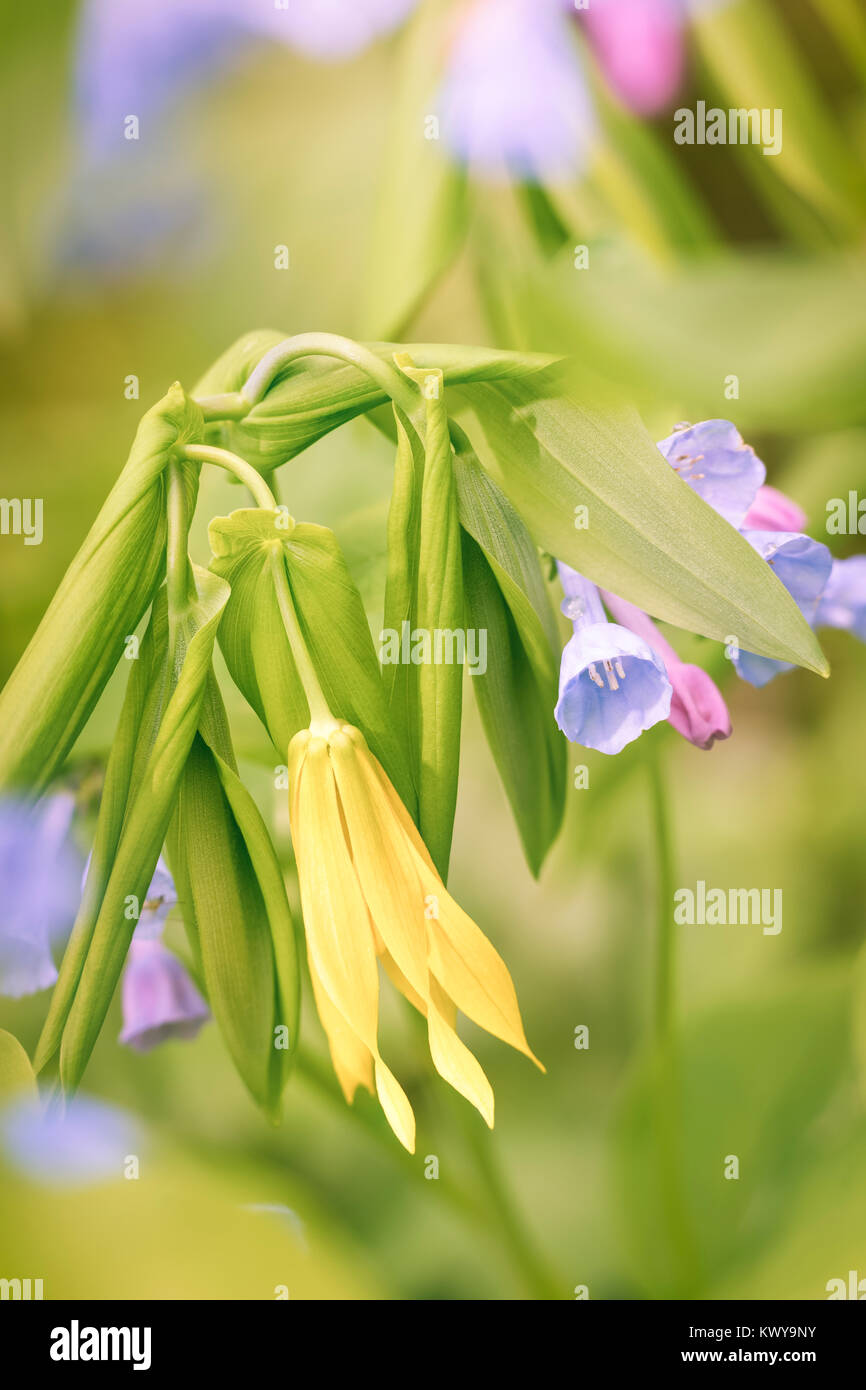 Virginia bluebells and large flower bellwort in Carley State Park Stock ...