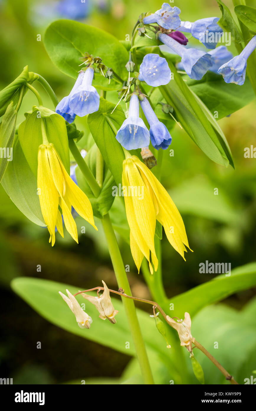 Large flower bellwort hi-res stock photography and images - Alamy
